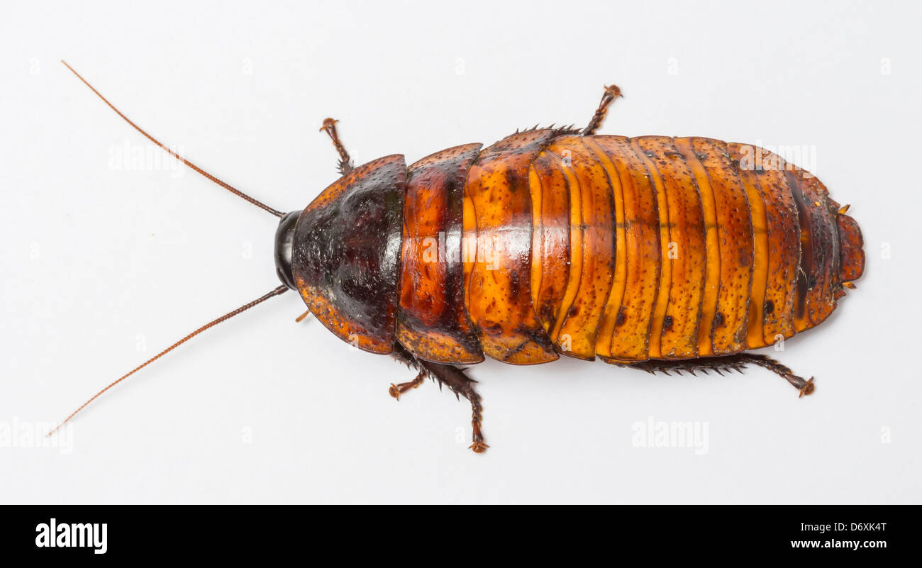 Madagascar hissing cockroach egg hi-res stock photography and images ...