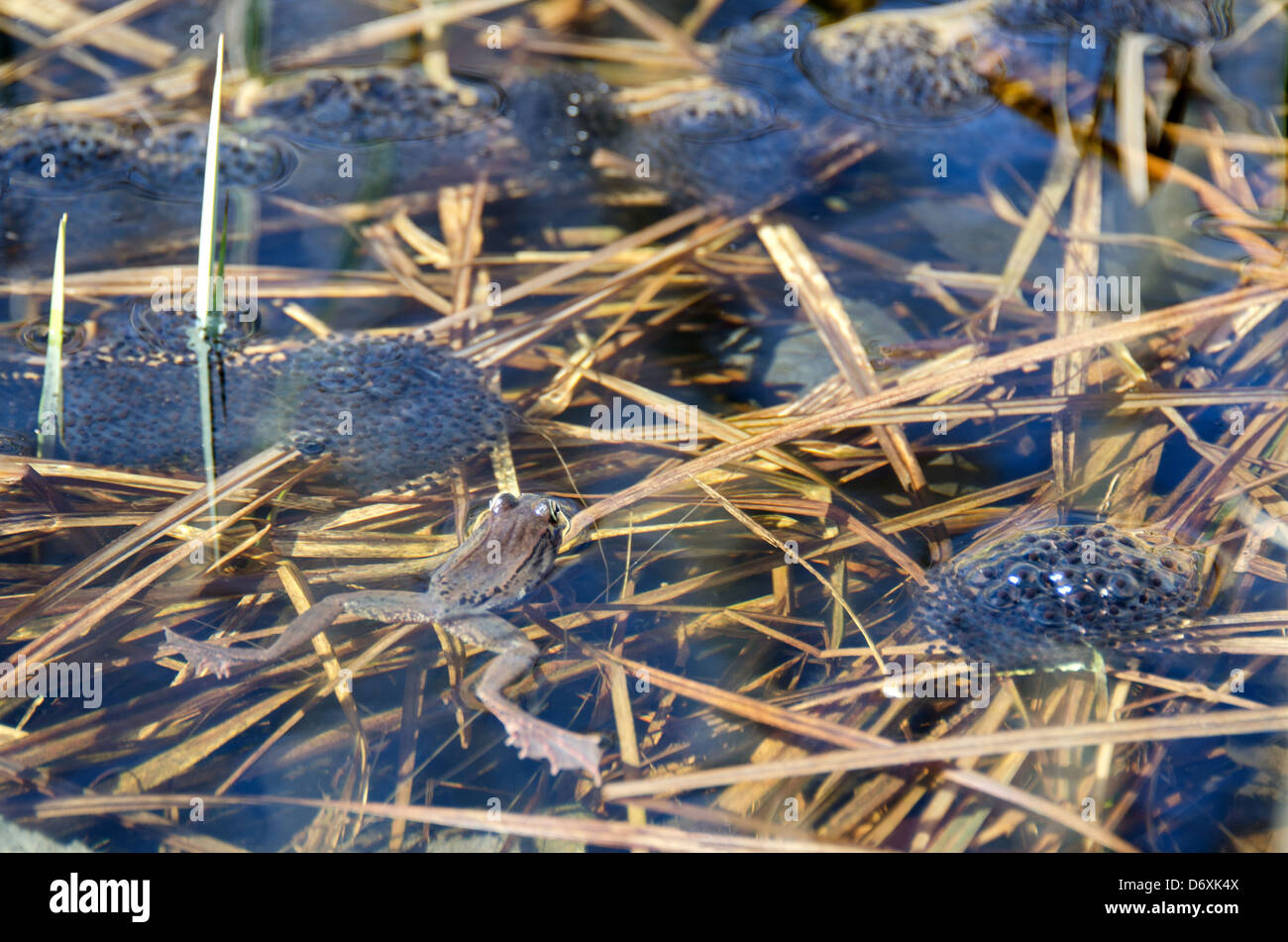 Rana sylvatica wood frog eggs frogs hi-res stock photography and images - Alamy