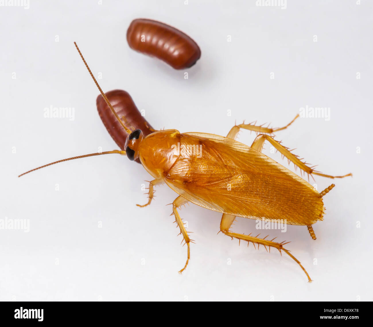Smooth cockroach - Symploce pallens with egg sacks isolated on white ...