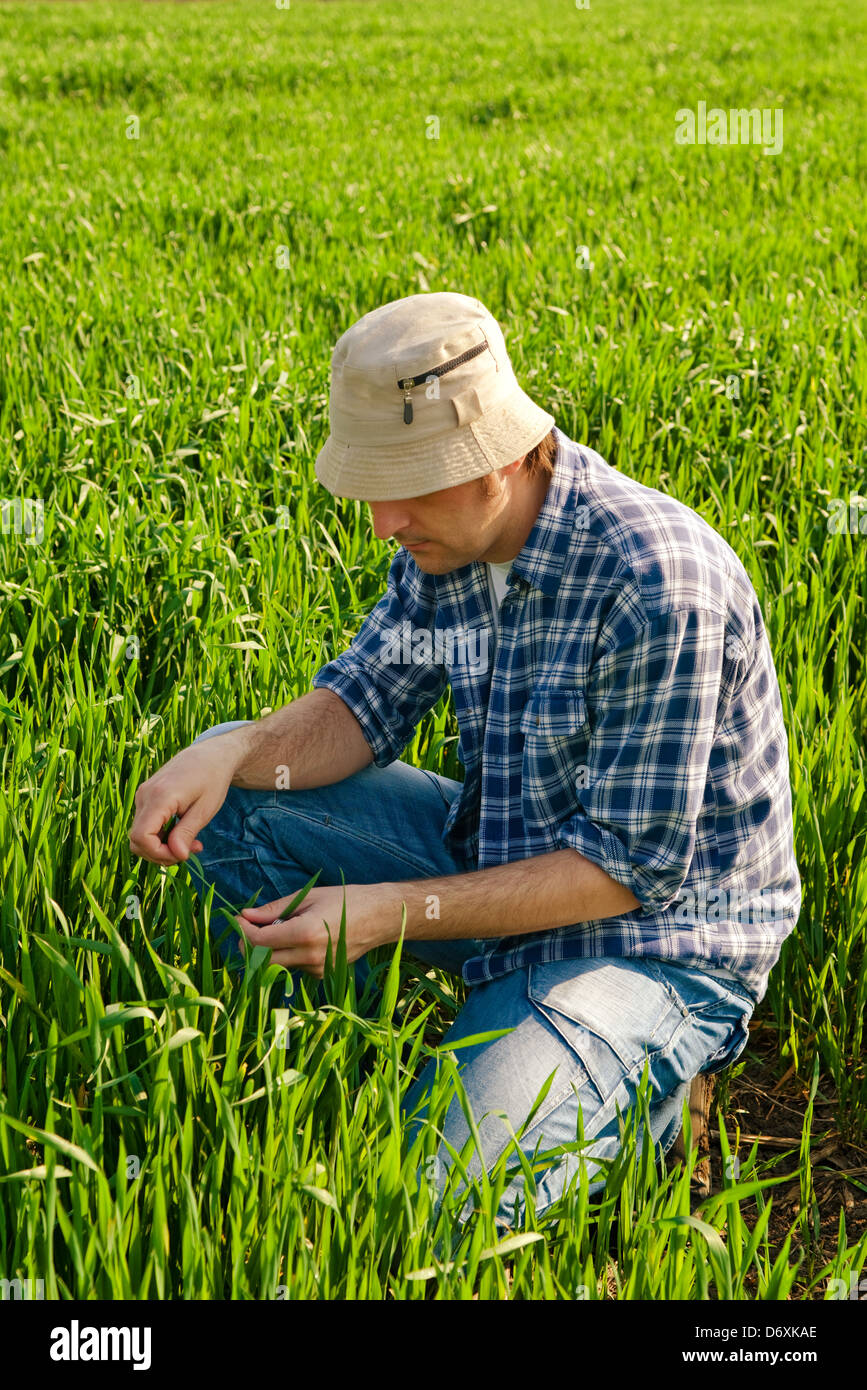 Man in wheat field. Agricultural worker in young green wheat field ...