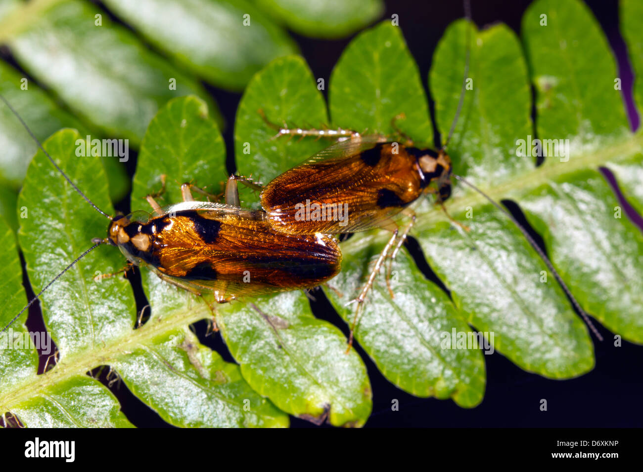 Cockroaches mating on a leaf in rainforest Stock Photo - Alamy