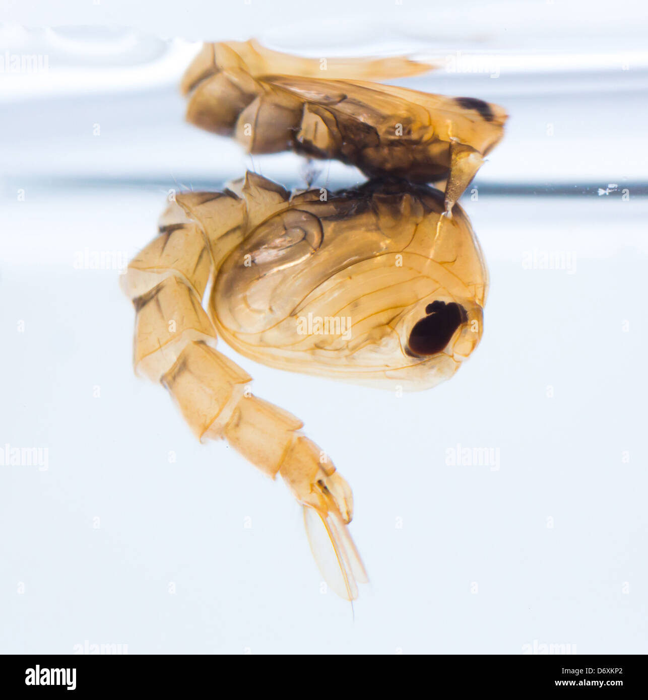 Mosquito larvae and pupae hi-res stock photography and images - Alamy