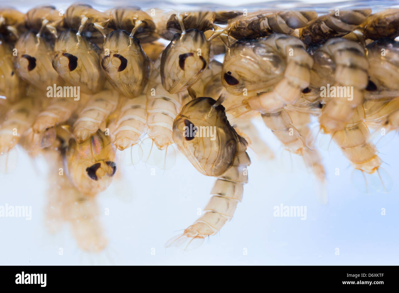 Mosquito larvae and pupae hi-res stock photography and images - Alamy