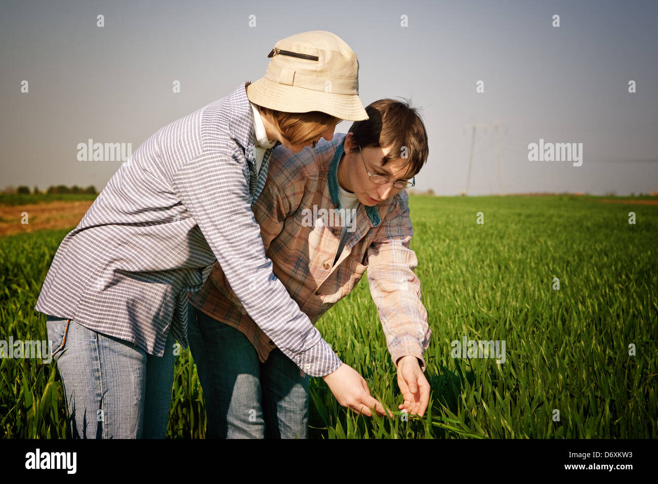 Women in wheat field. Two female agricultural workers in young green ...