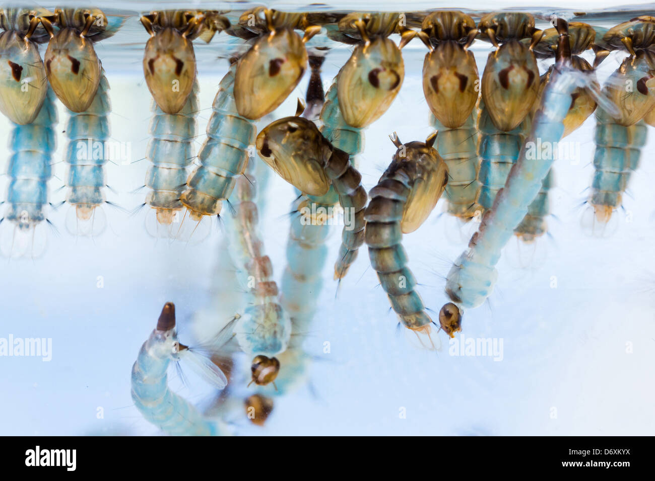 Close up mosquito pupae and larvae underwater Stock Photo - Alamy