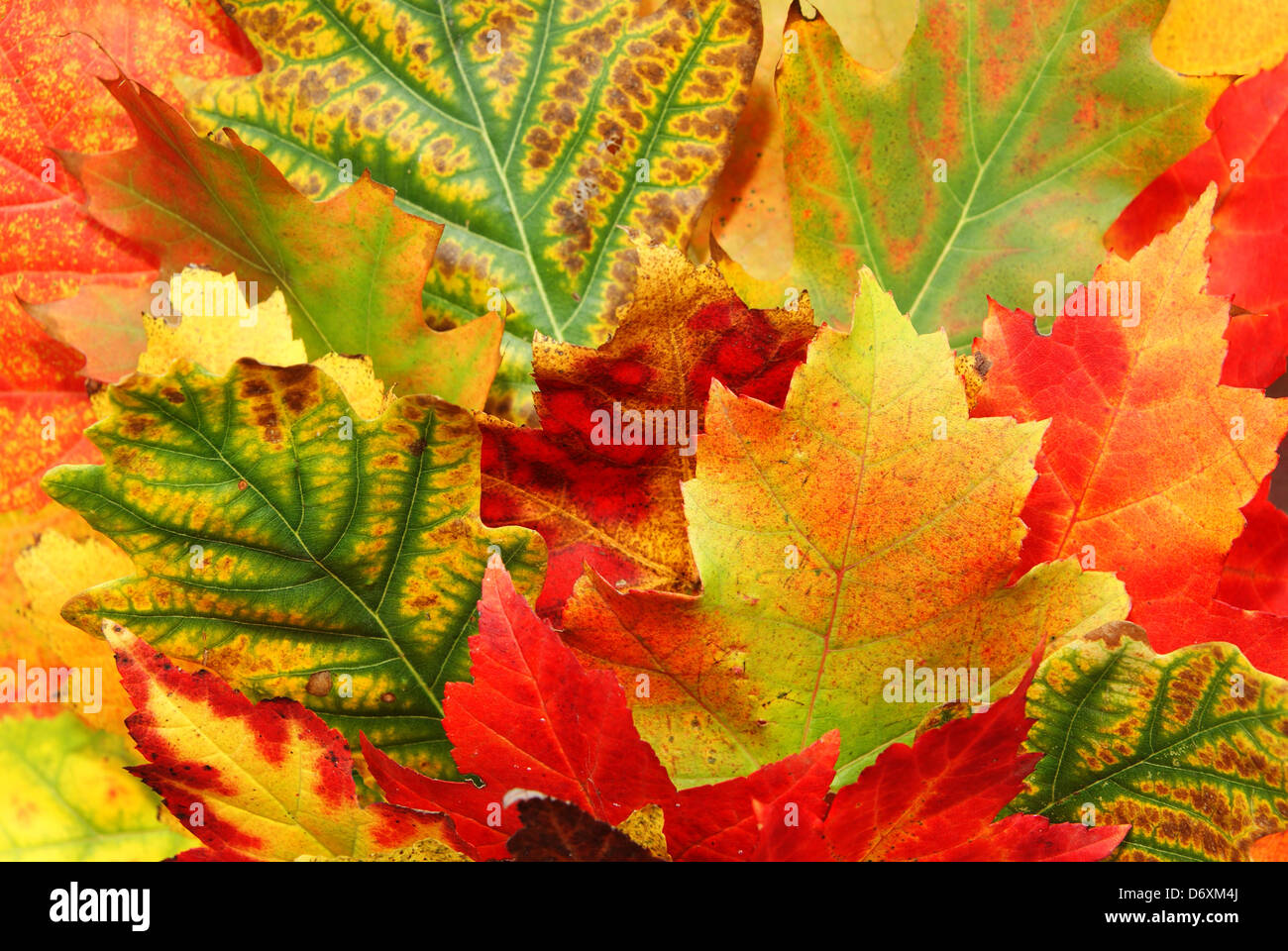 Coloured leaf hi-res stock photography and images - Alamy