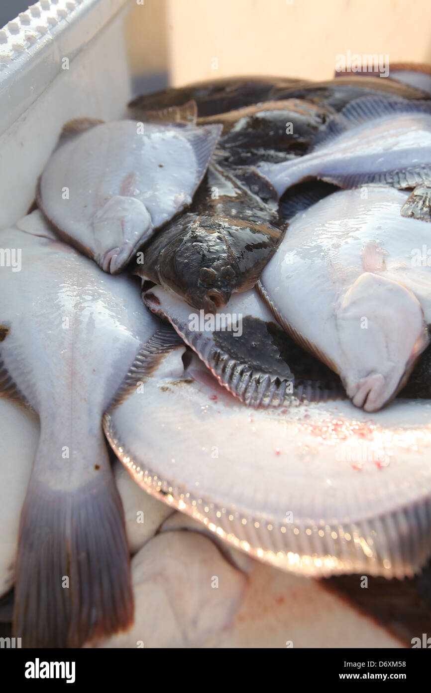 Flensburg, Germany, freshly caught plaice in a box Stock Photo - Alamy