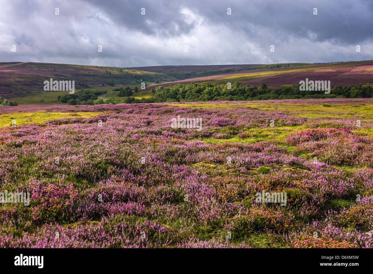 Heather in bloom in the midst of the North York Moors National Park ...