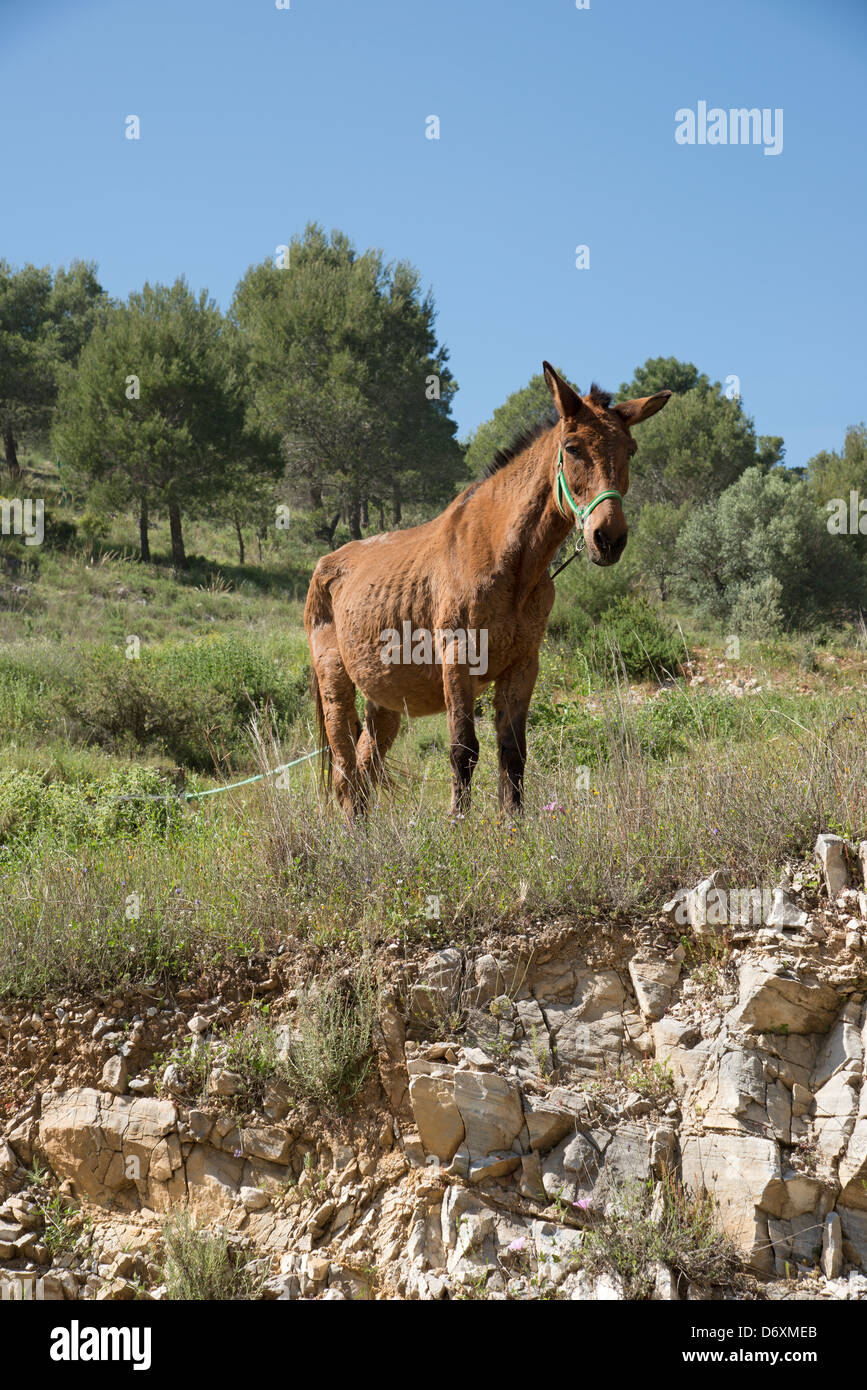 Spanish rope hi-res stock photography and images - Alamy