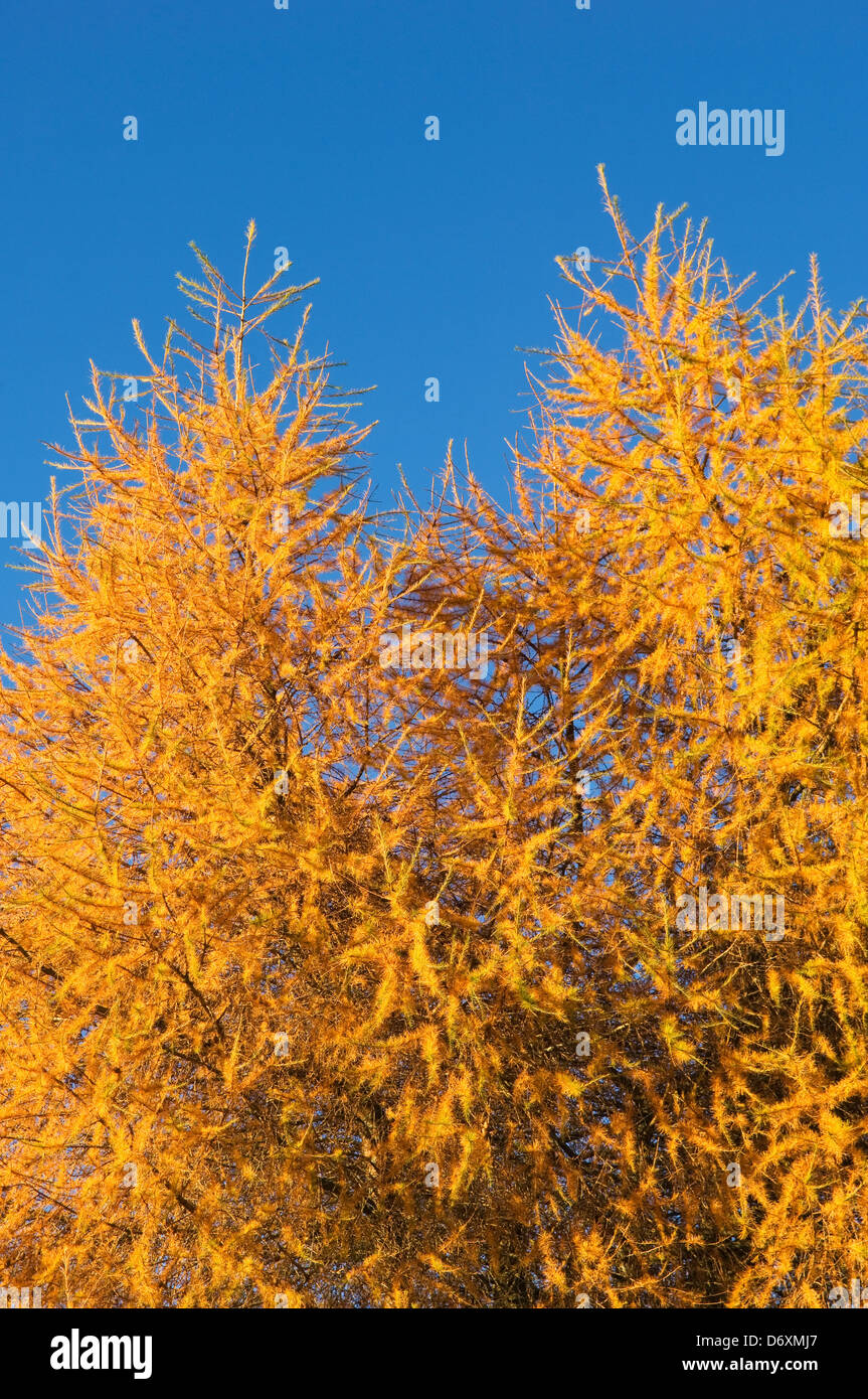 Larch tree in autumn Stock Photo - Alamy