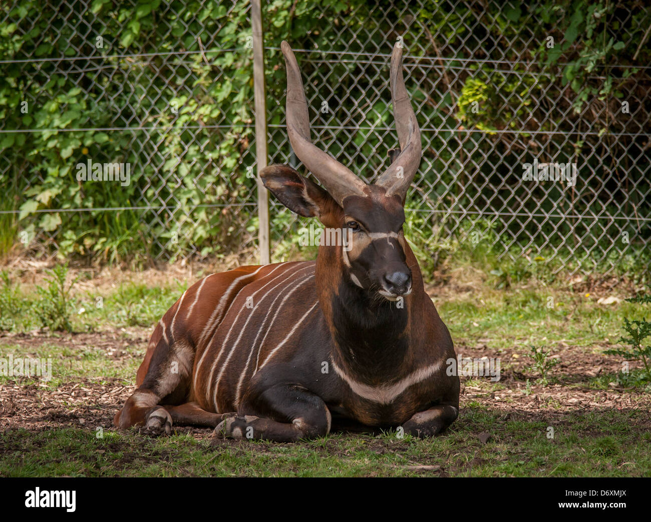 African bongo hi-res stock photography and images - Alamy