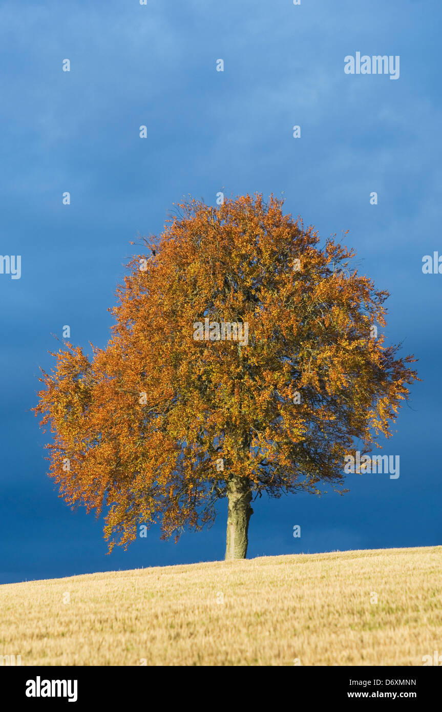 Single autumn tree in field Stock Photo - Alamy