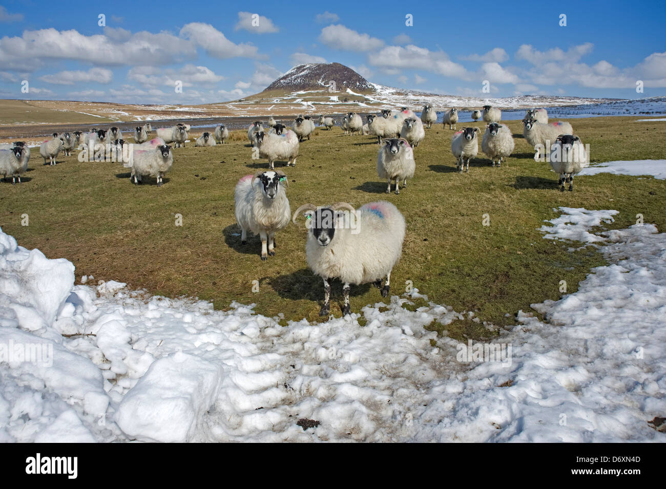 Sheep at Slemish, County Antrim, Northern Ireland Stock Photo - Alamy