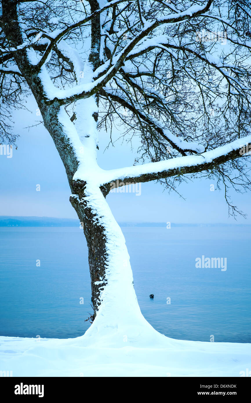 An image of a nice winter tree Stock Photo - Alamy