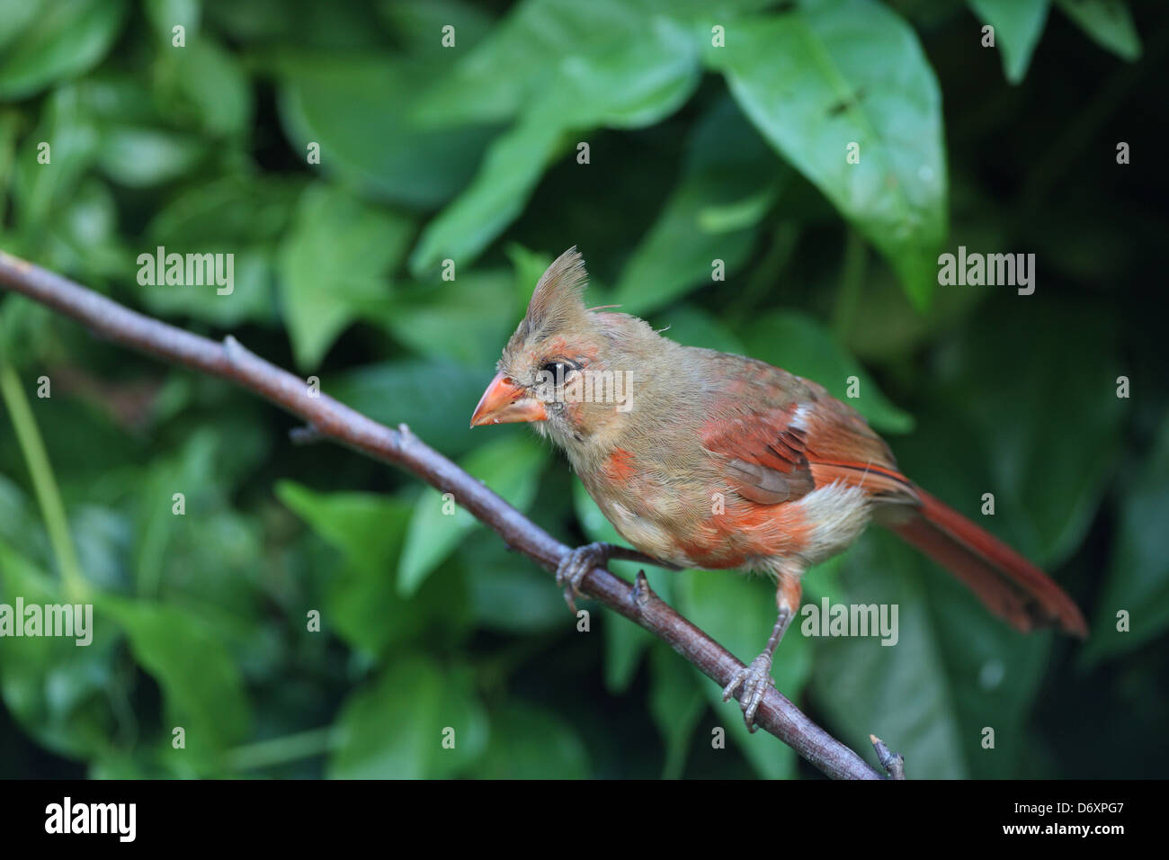 Louisiana cardinal hi-res stock photography and images - Alamy