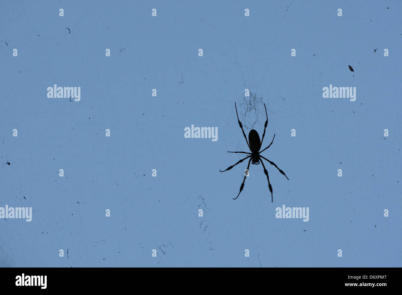 Louisiana spider hi-res stock photography and images - Alamy