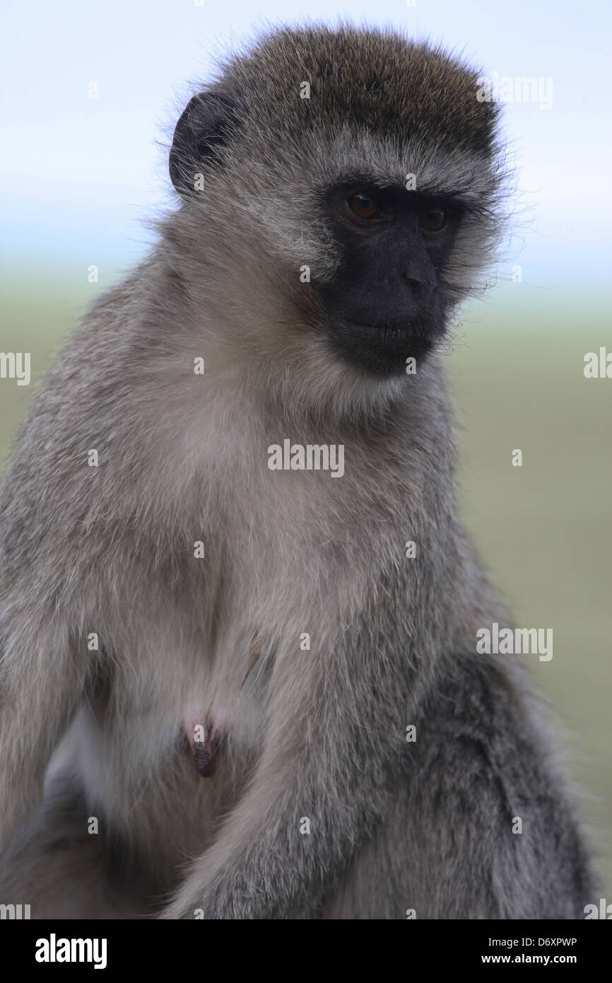 Bushmeat africa monkey hi-res stock photography and images - Alamy