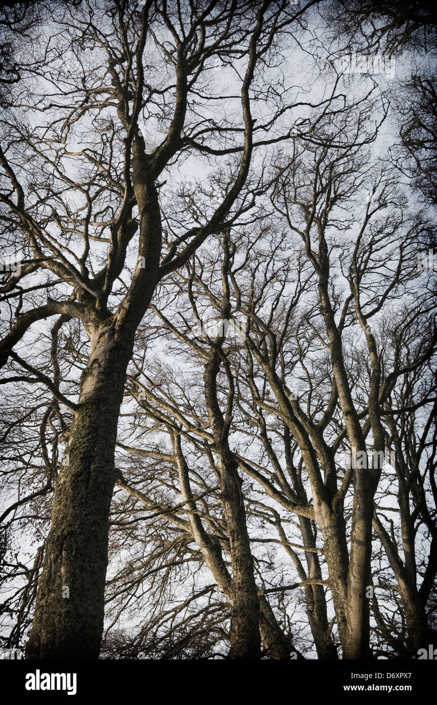 Winter beech trees Stock Photo - Alamy
