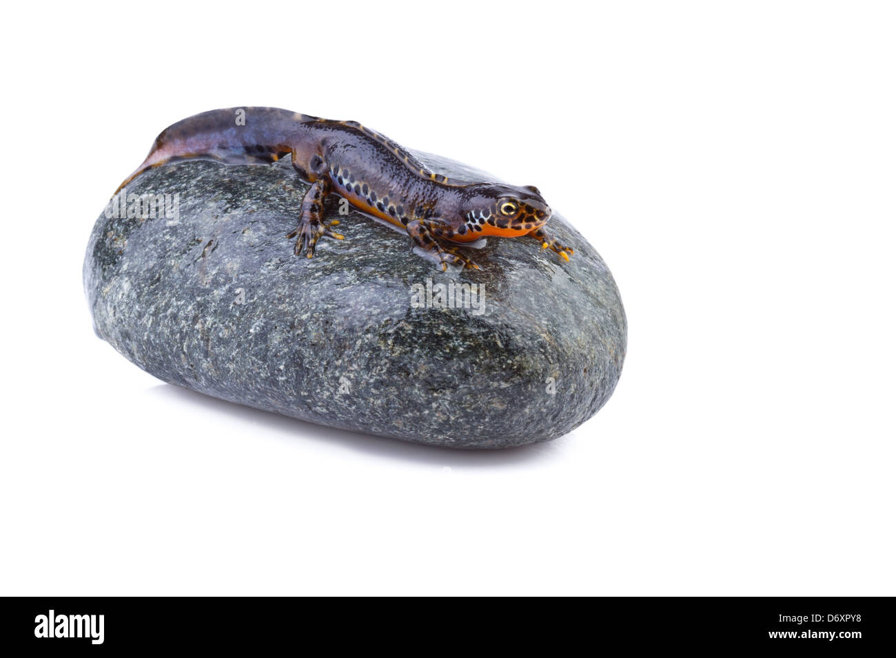 Newt spawning hi-res stock photography and images - Alamy