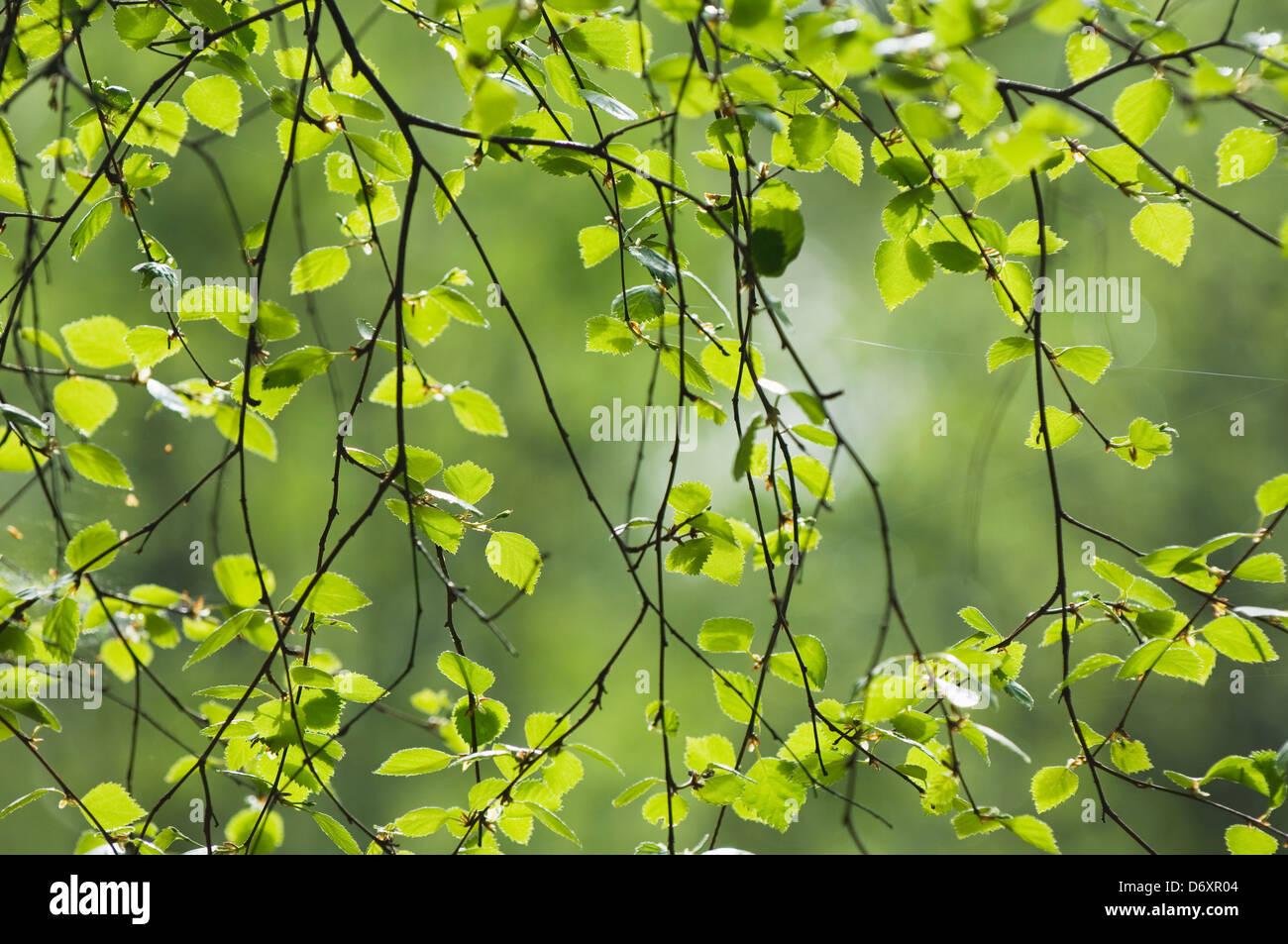 Birch leaves in spring Stock Photo - Alamy