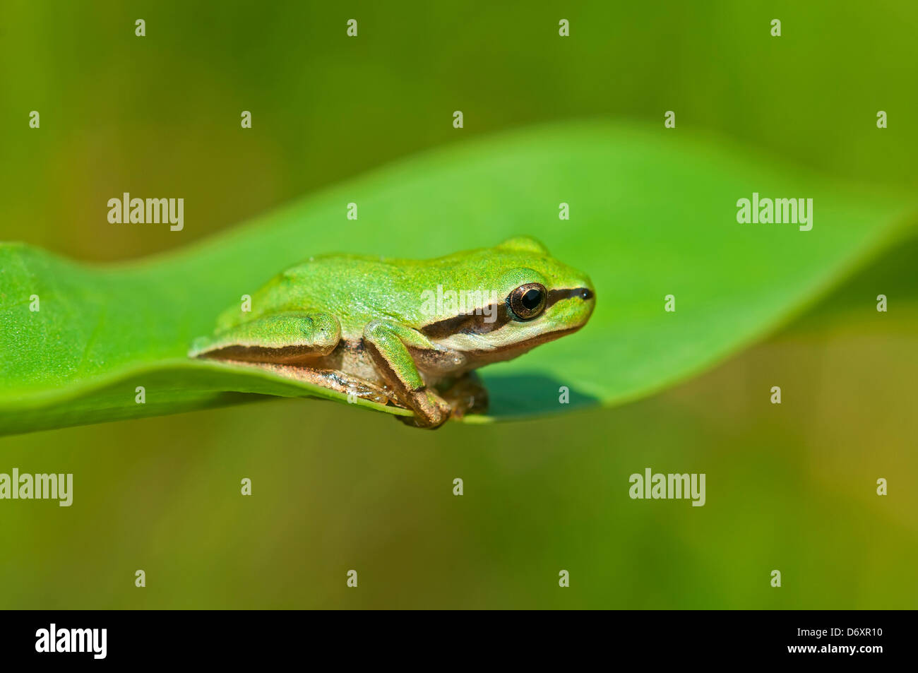 Tree frog Camouflaged on Leaf Stock Photo - Alamy