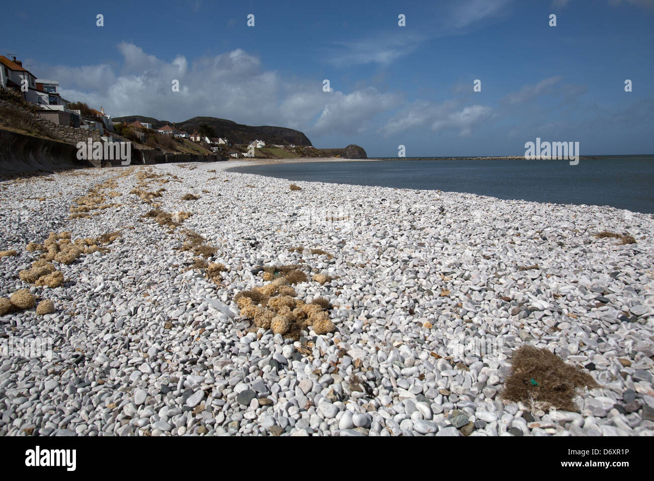 The Wales Coastal Path in North Wales. Pebble beach at Penrhyn Bay, with the Little Orme in the ...