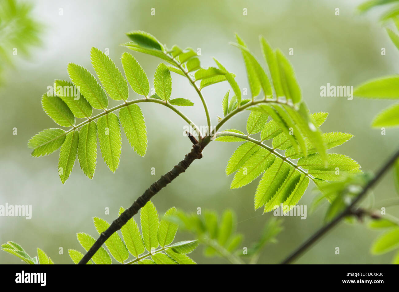 Rowan leaves in spring Stock Photo - Alamy