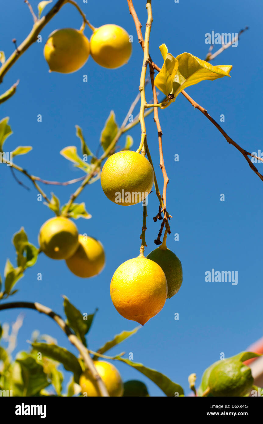 Lemon on tree Stock Photo - Alamy