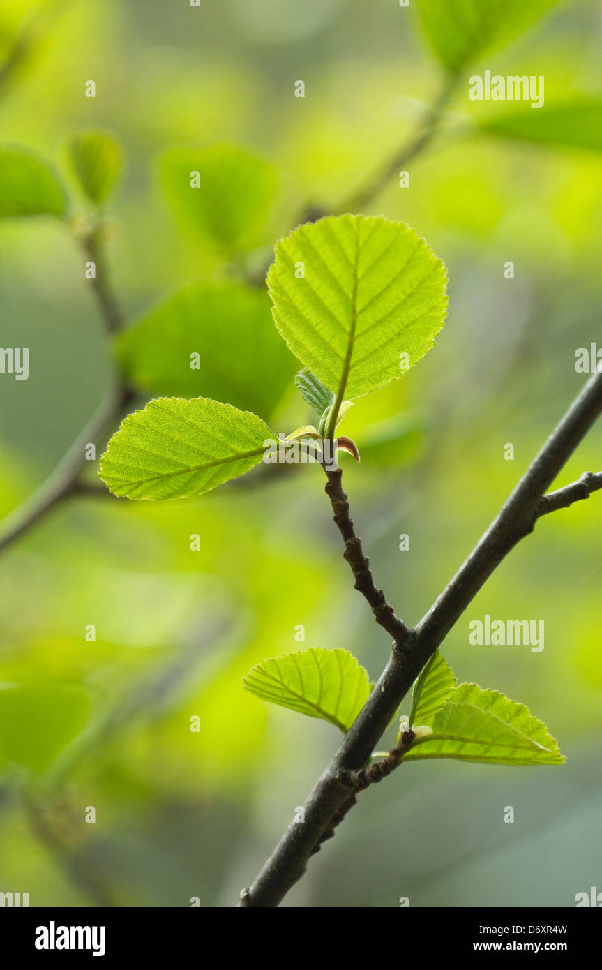 Fresh alder leaves in spring - Alnus glutinosa Stock Photo - Alamy