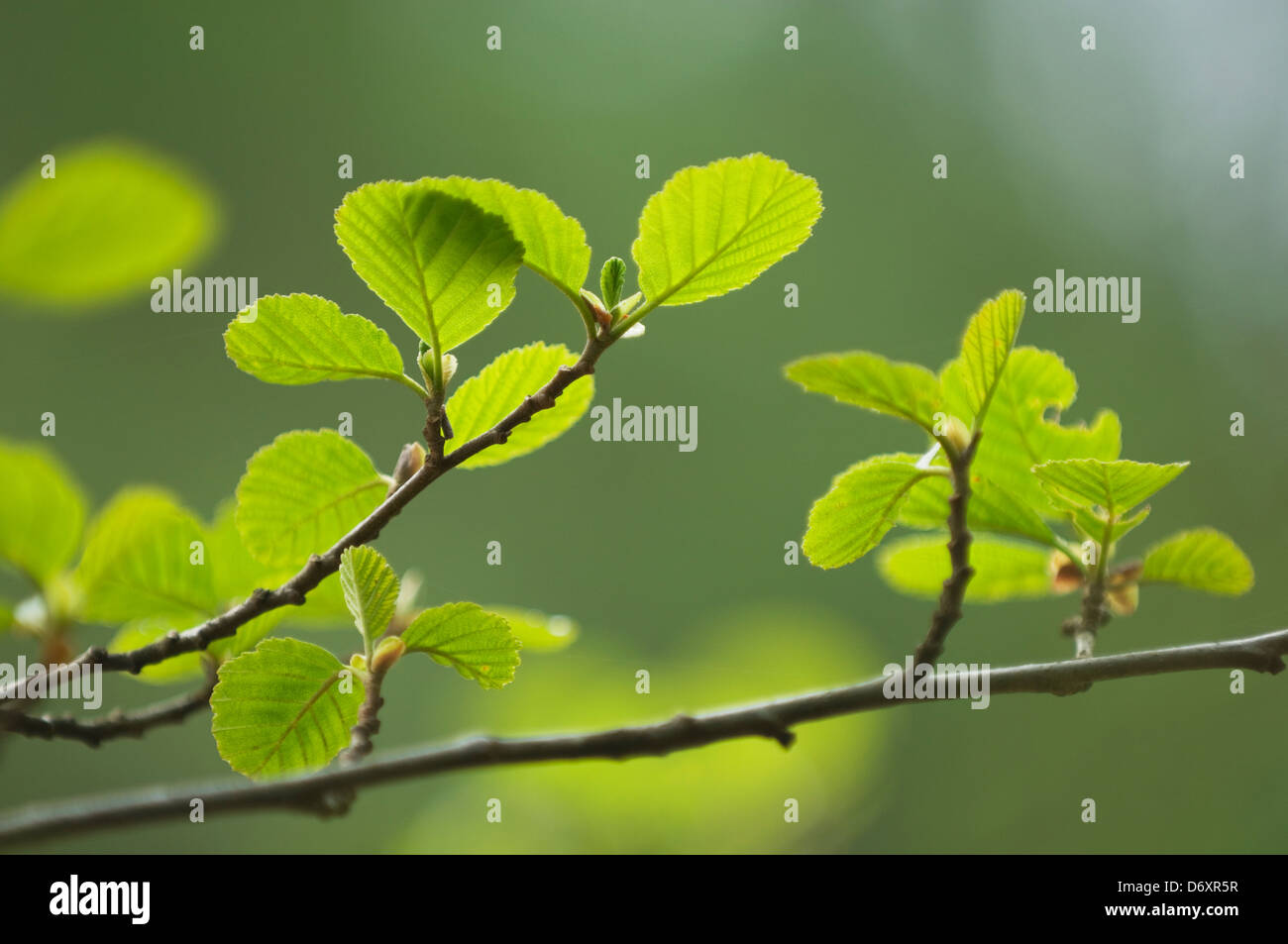 Leaves of alder tree hi-res stock photography and images - Alamy
