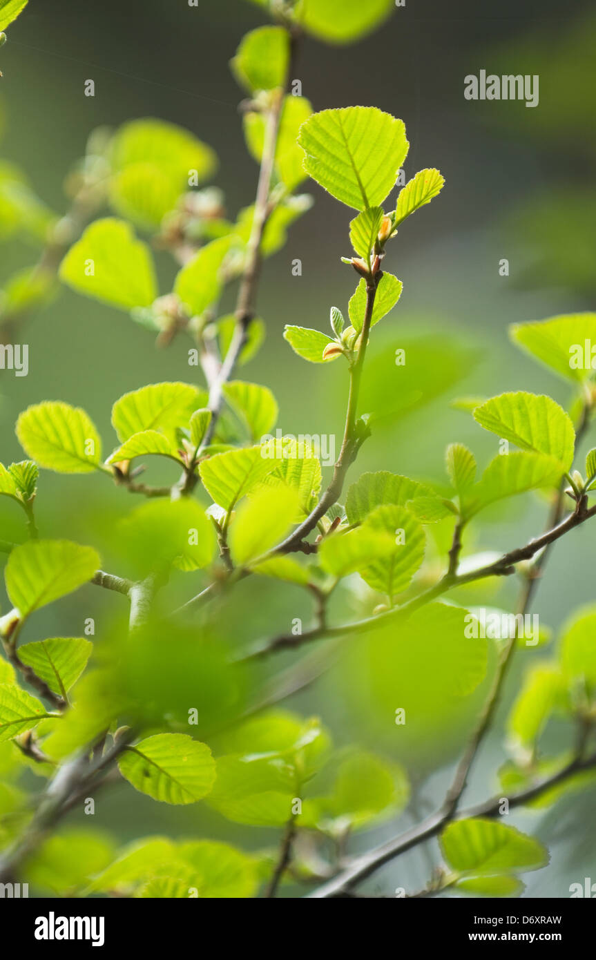 Fresh alder leaves in spring - Alnus glutinosa Stock Photo - Alamy