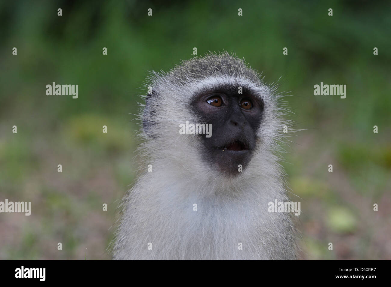Bushmeat Africa Monkey High Resolution Stock Photography and Images - Alamy