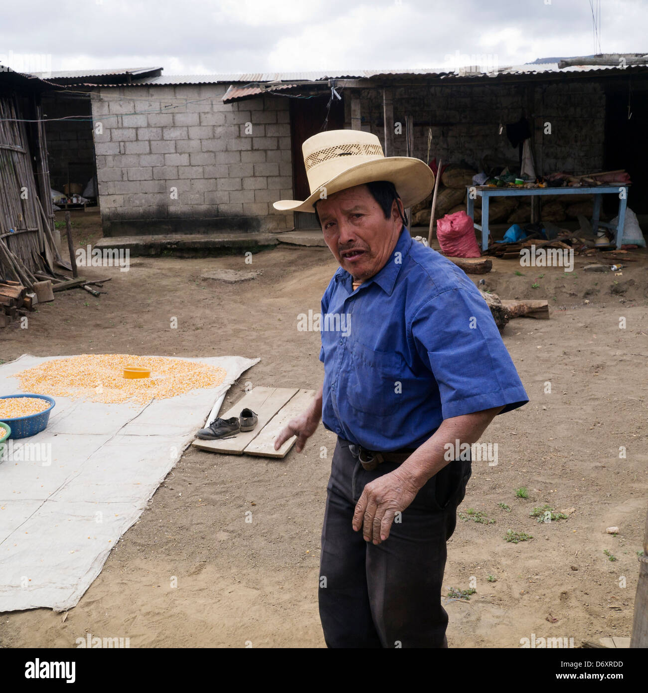 Farmer with his maize crop, Guatemala Stock Photo - Alamy