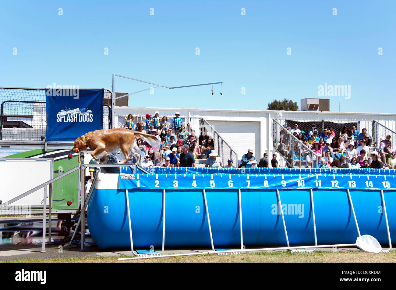 Splash dog show Stock Photo - Alamy