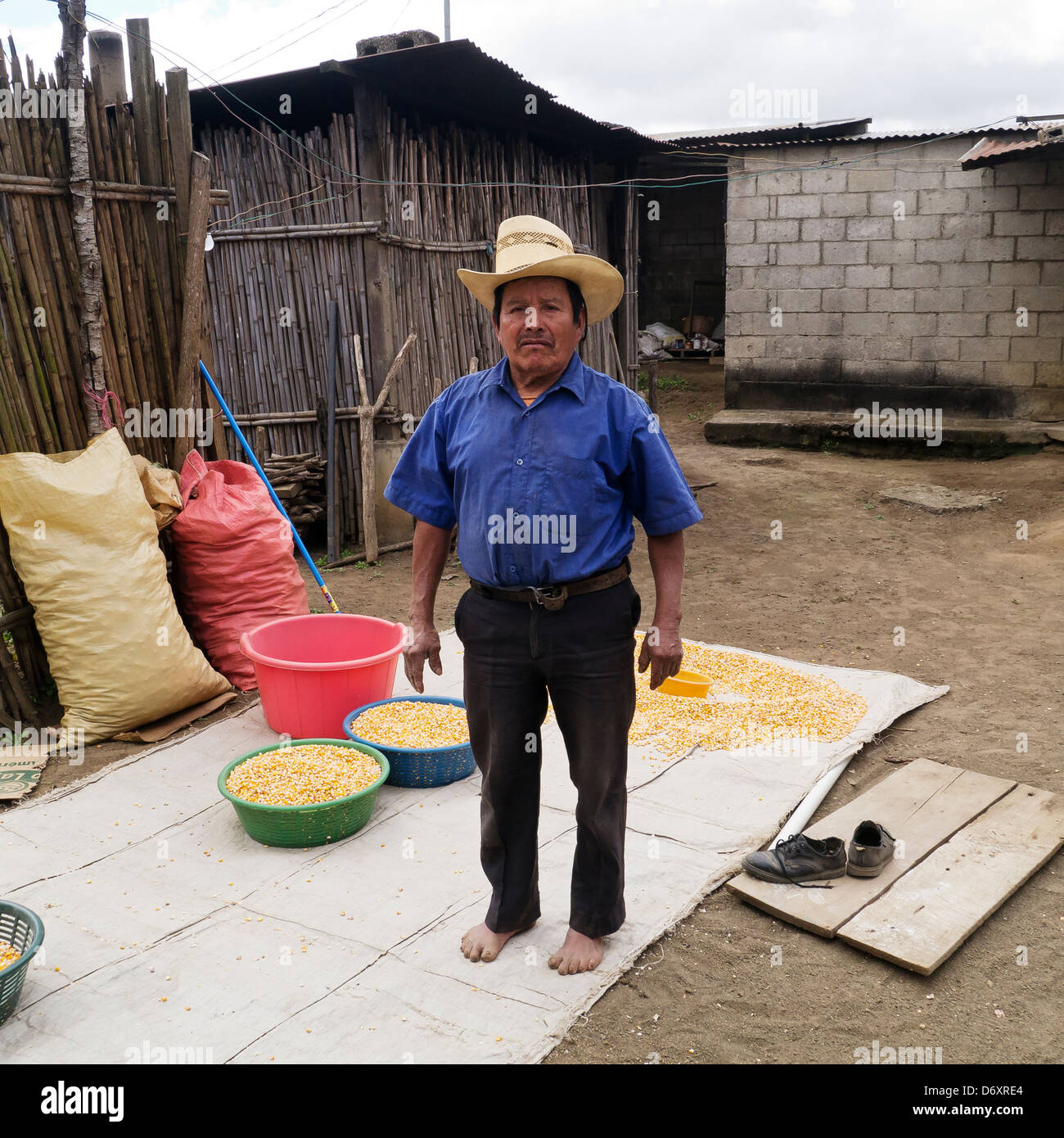 Farmer with his maize crop, Guatemala Stock Photo - Alamy