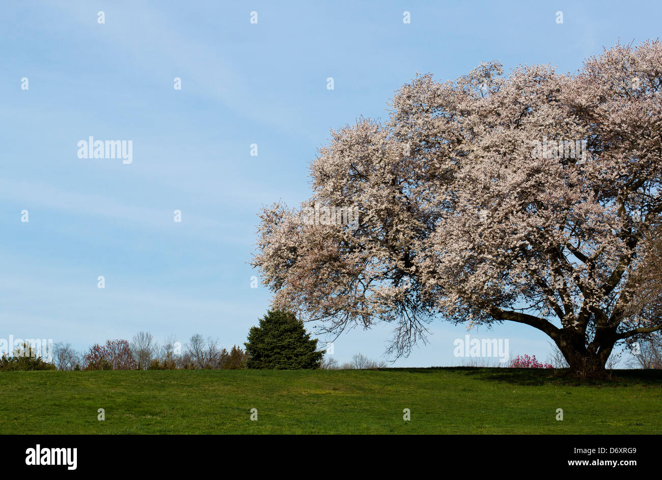 Cherry in full bloom tree on hill against a beautiful blue sky Stock ...