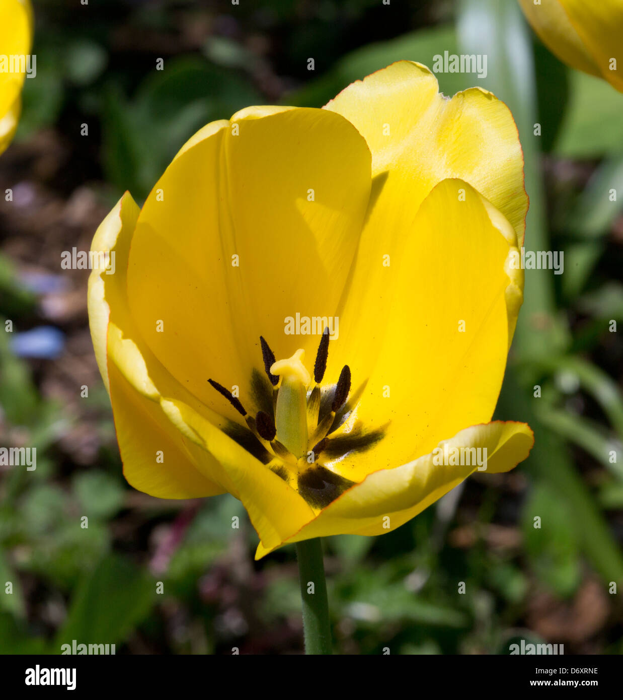 Fancy plant hi-res stock photography and images - Alamy