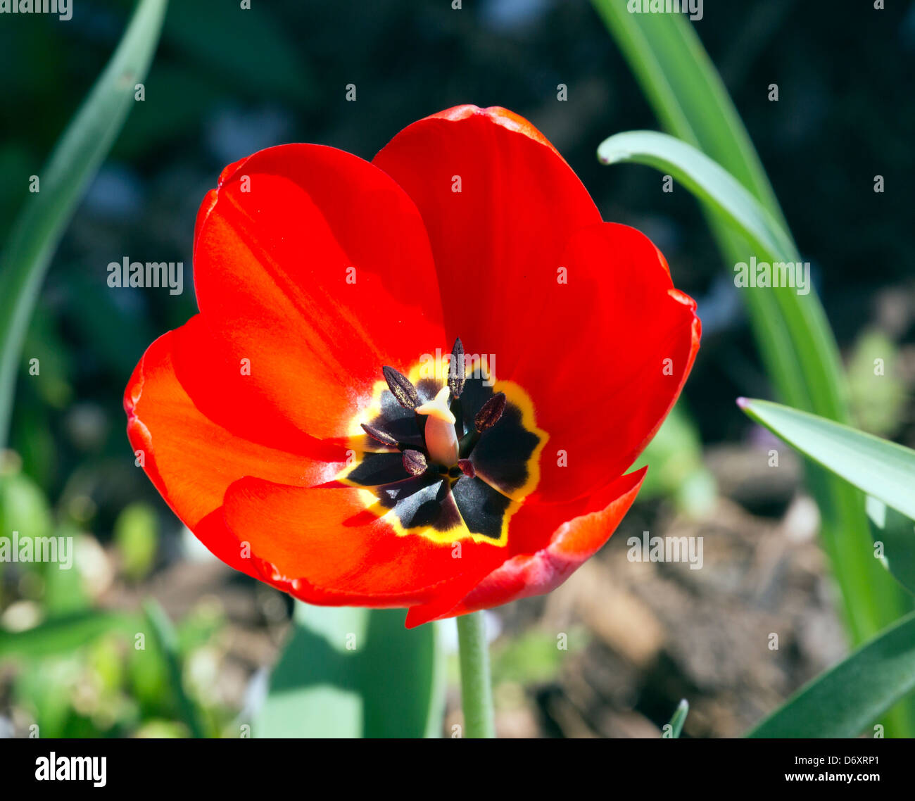 A fancy red tulip with yellow center centre Stock Photo - Alamy