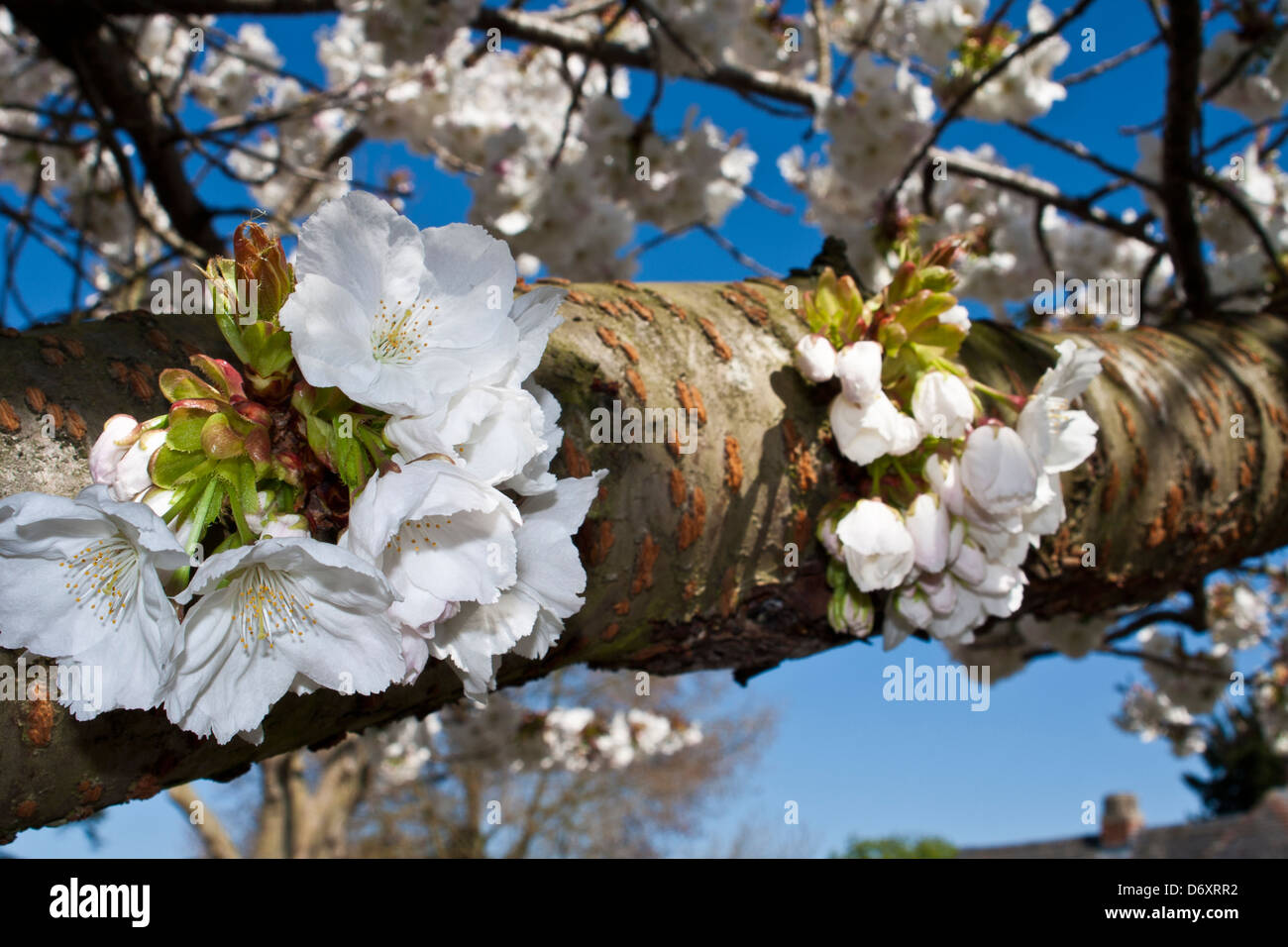 Rosaceae Prunus Shirotae Cherry Tree Blossom in springtime against blue ...