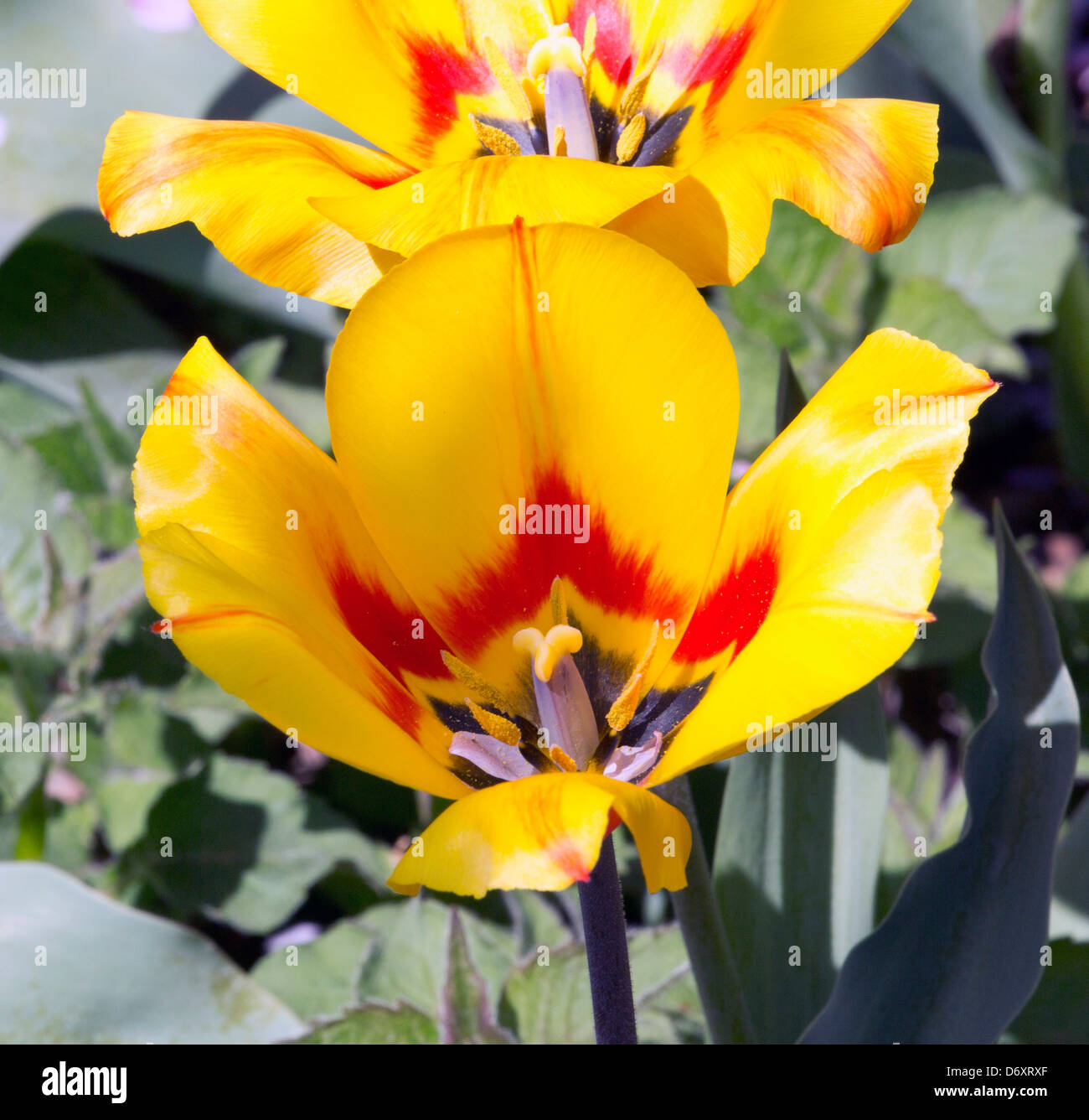 Yellow and red fancy tulip Stock Photo - Alamy