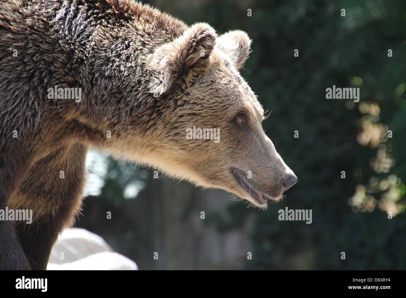 huge bear very expressive Stock Photo - Alamy