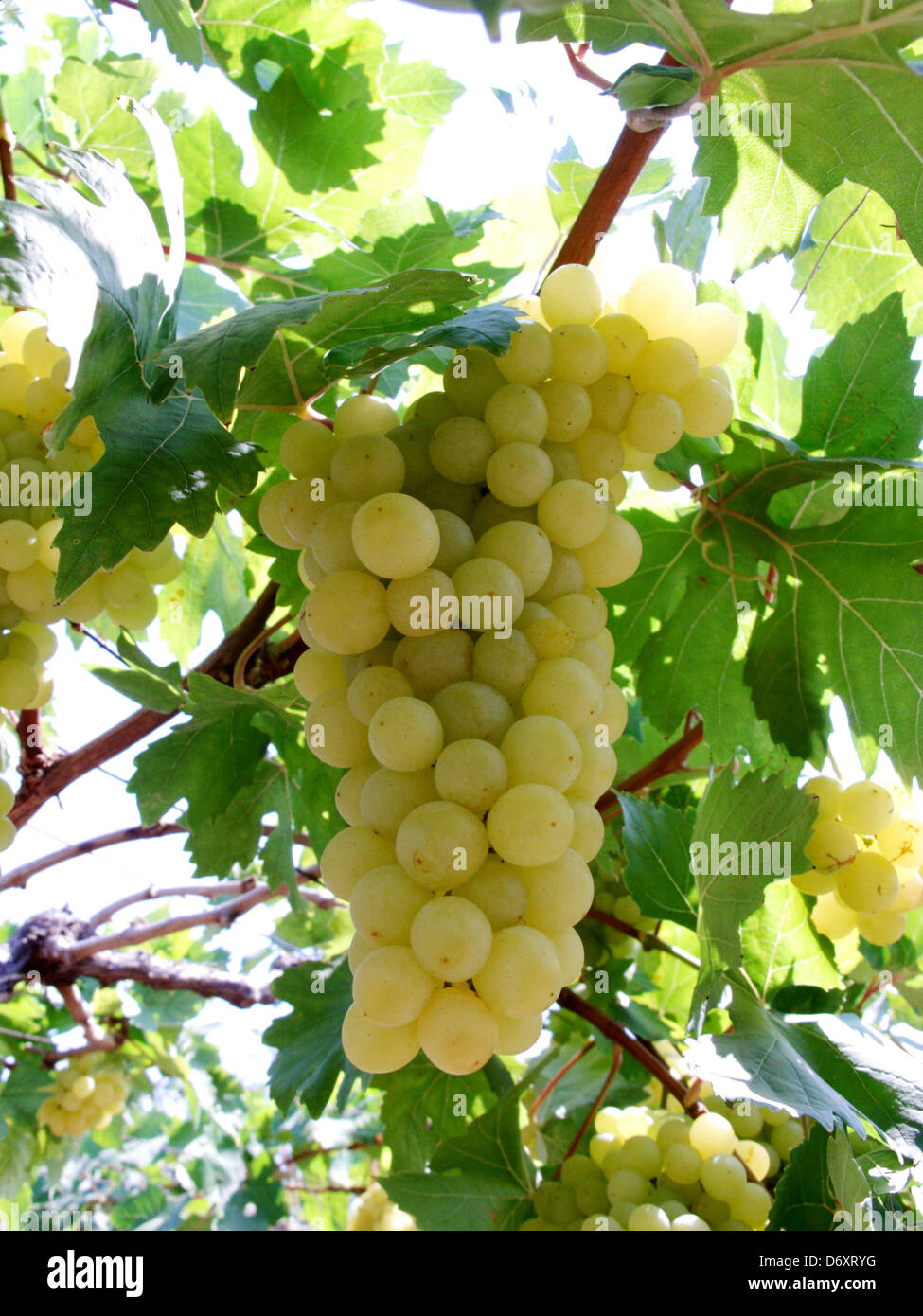 Bunch of grapes from Thailand Stock Photo - Alamy