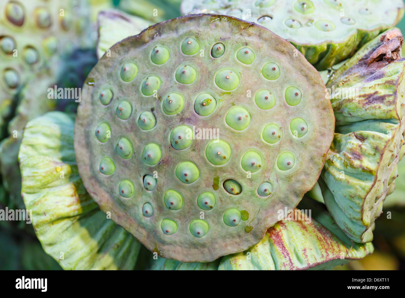 Lotus fruit pod seeds seed hi-res stock photography and images - Alamy