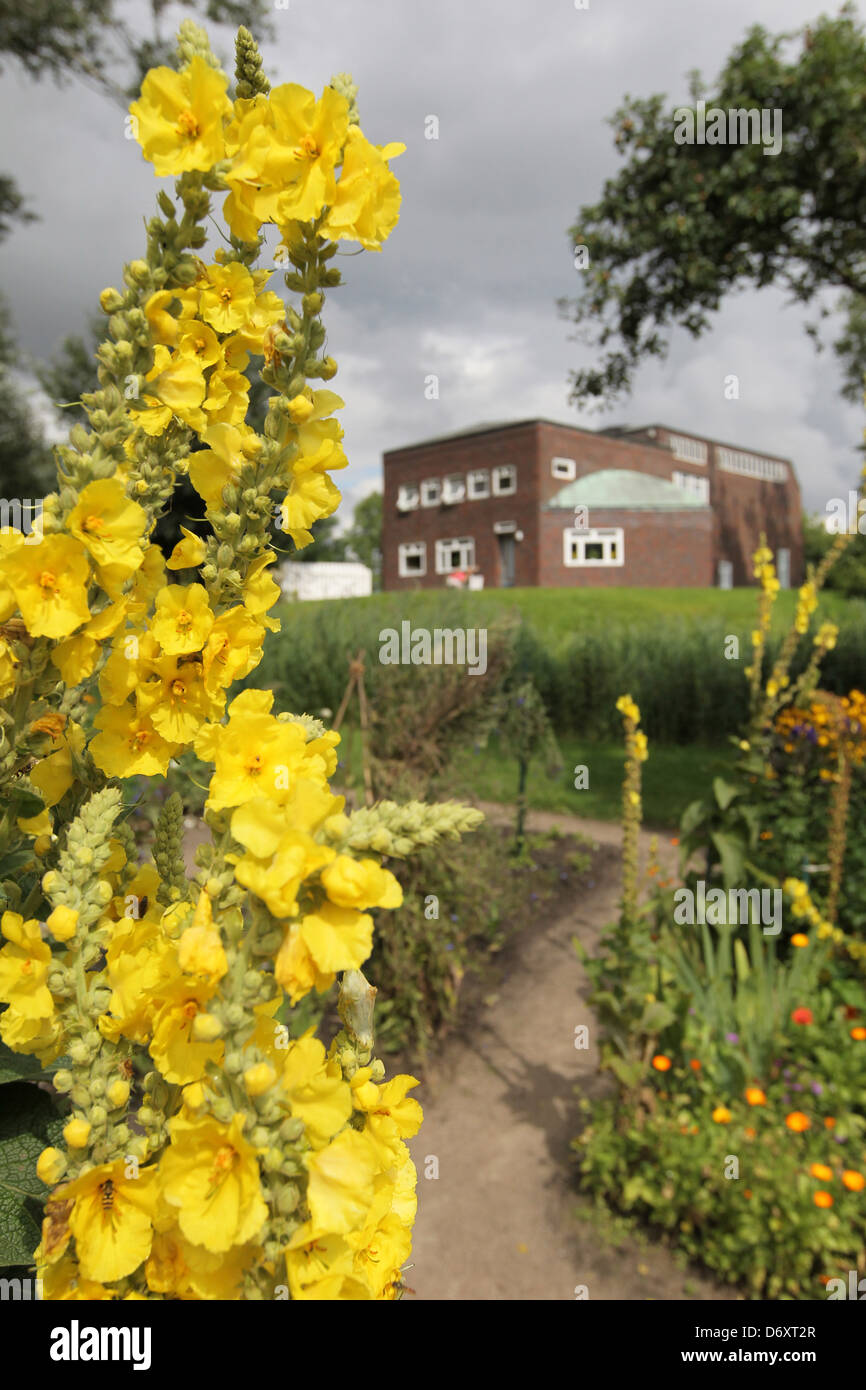 Neukirchen, Germany, hollyhocks in Noldegarten of Ada and Emil Nolde ...