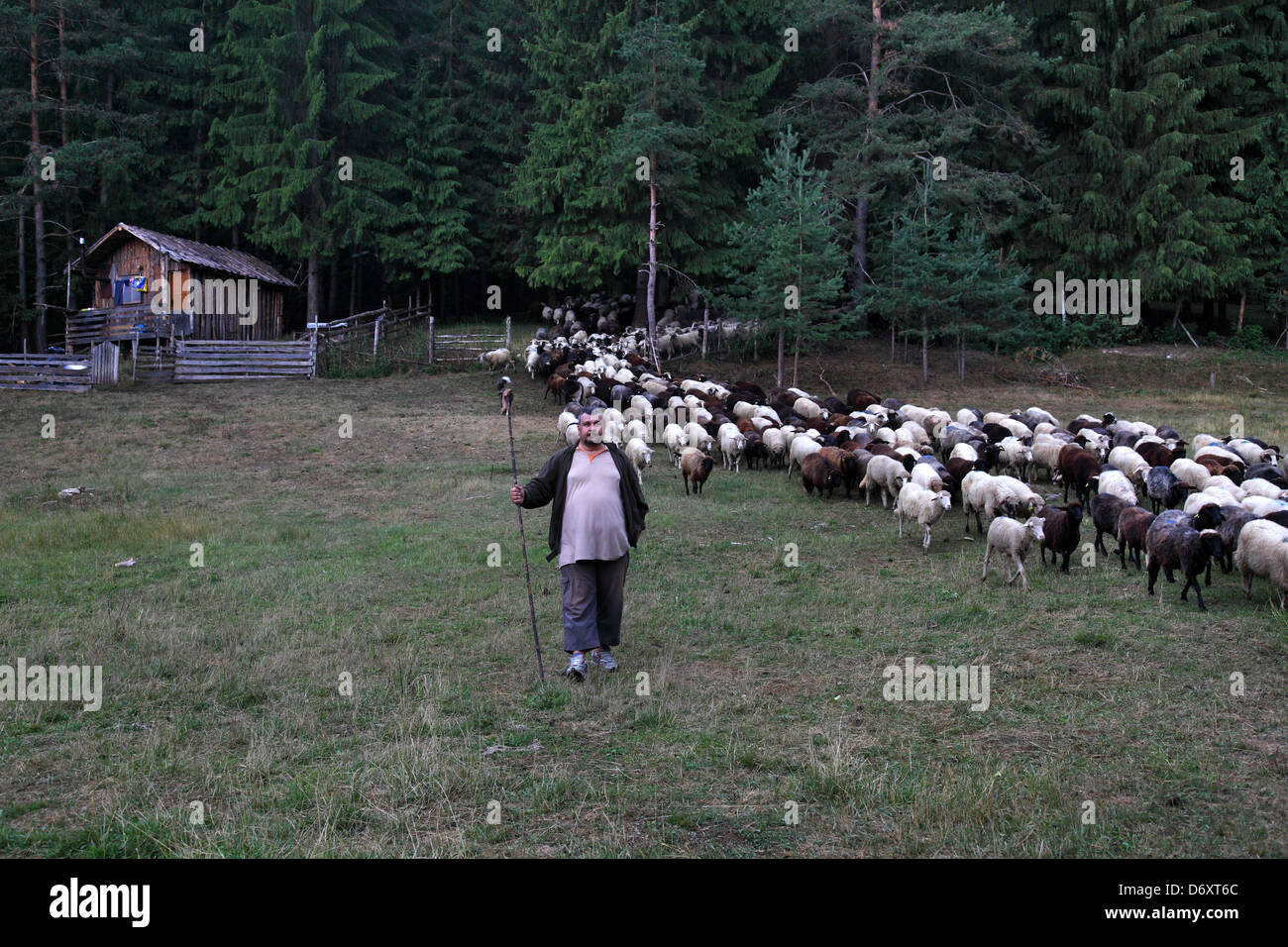 Shepherd dog herd sheep hi-res stock photography and images - Alamy