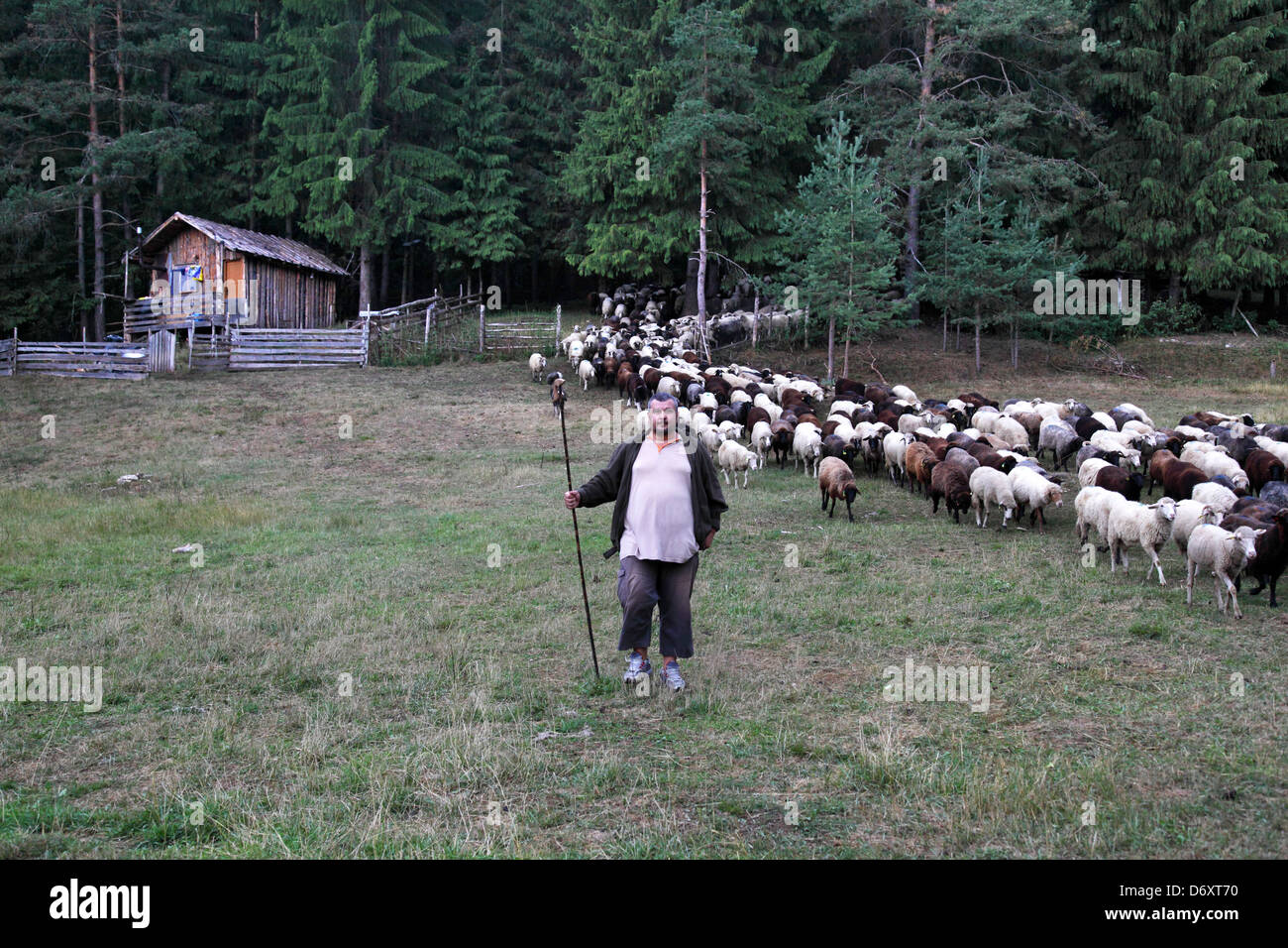 Sheep herd farmer hi-res stock photography and images - Alamy