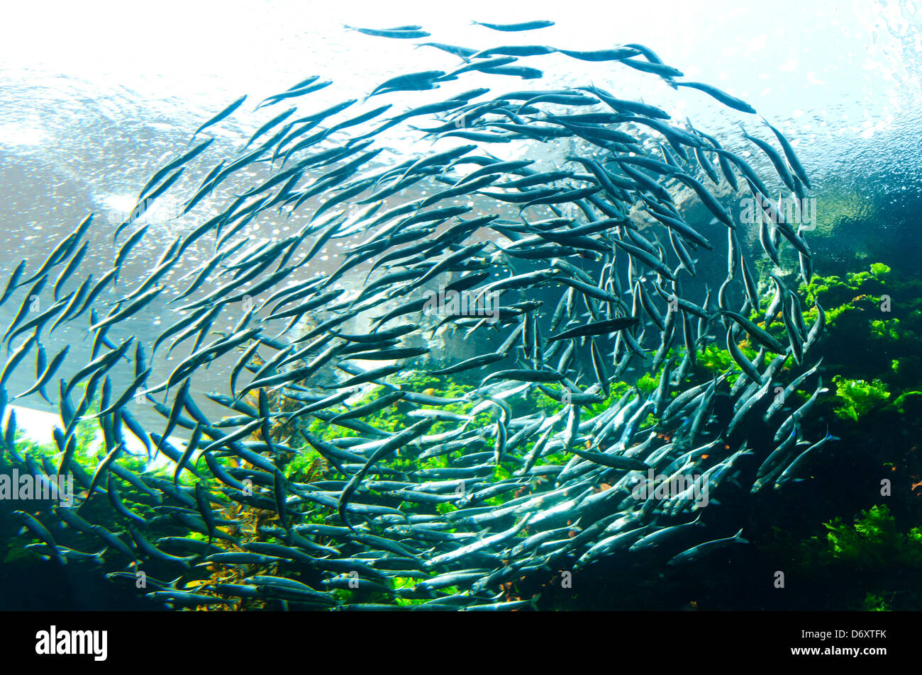 School of fish Stock Photo - Alamy
