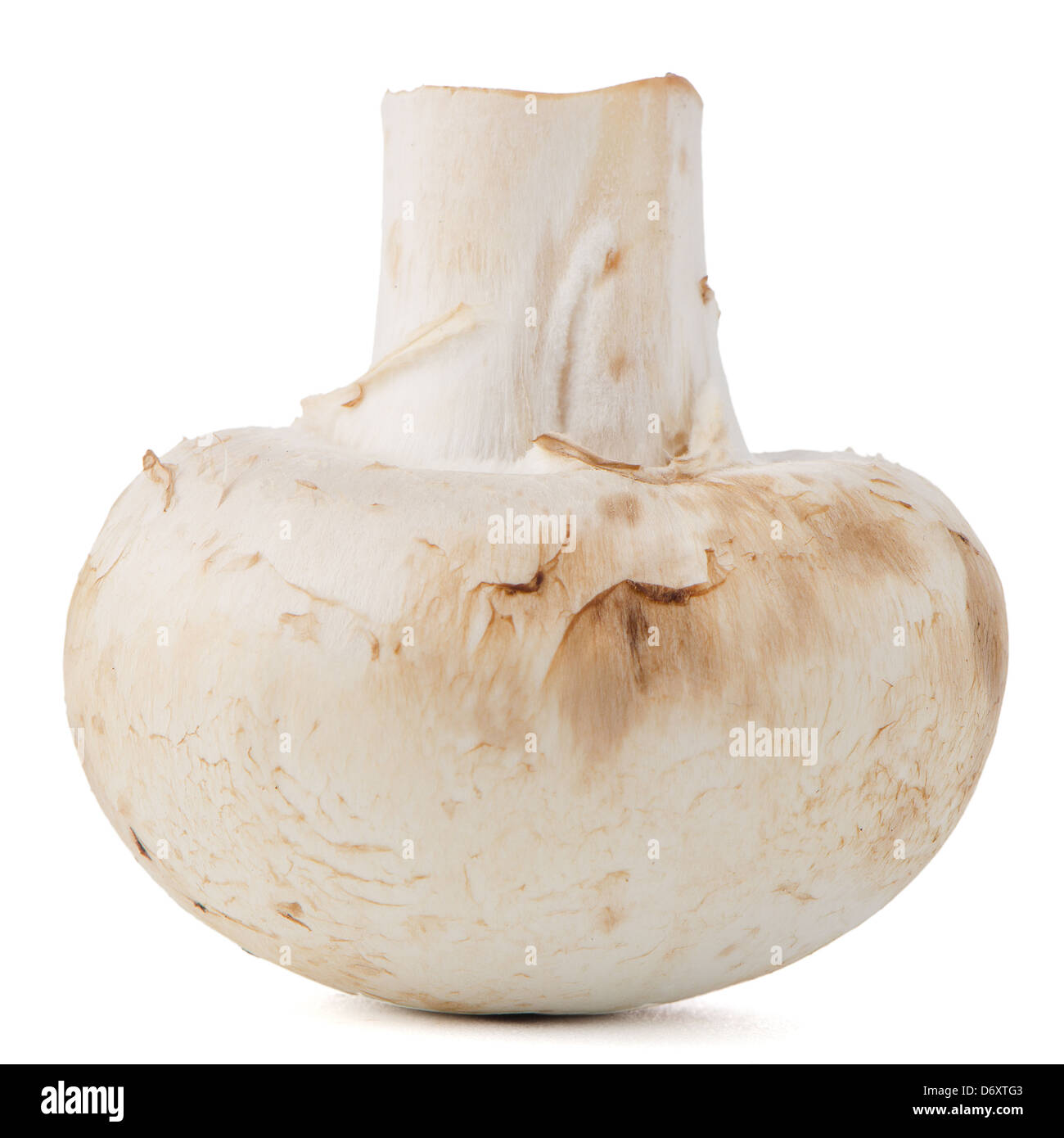Champignon mushroom on white background Stock Photo - Alamy