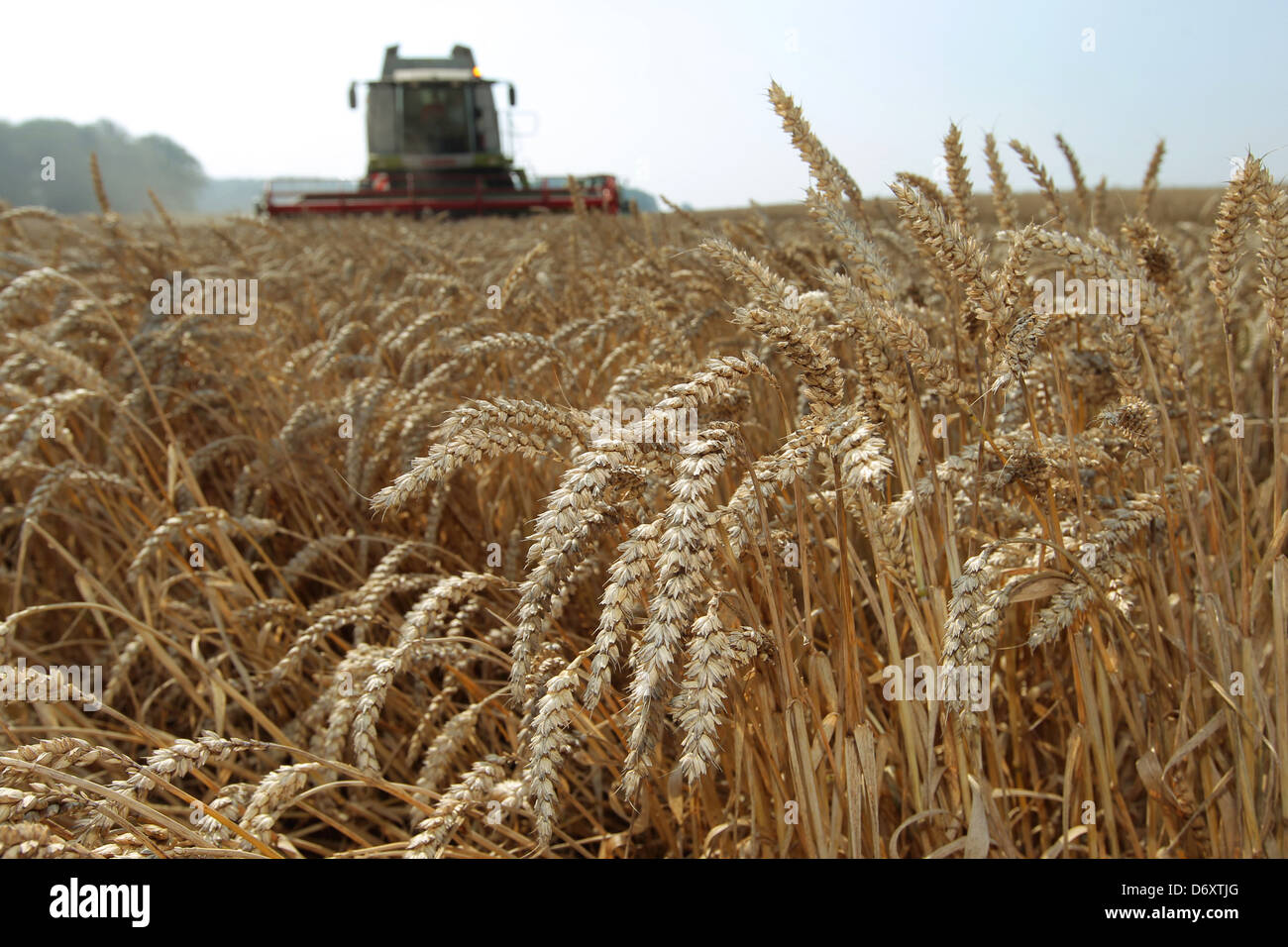 Hassmoor, Germany, wheat harvest Stock Photo - Alamy