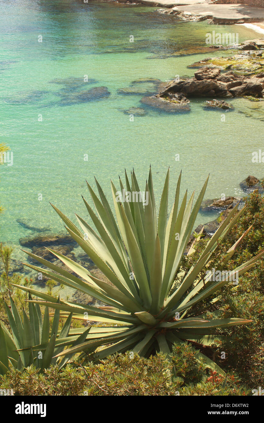 Aquamarine water in beach cove; spiky palm plant in foreground Stock ...